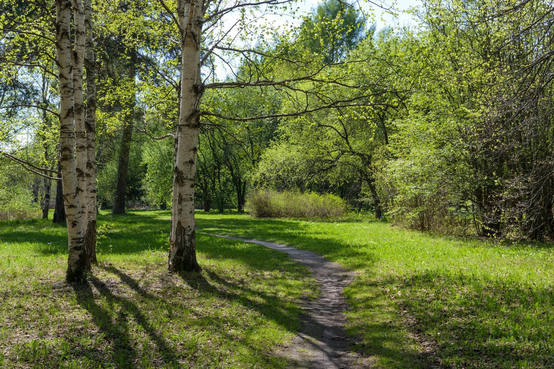 Why Nature-Based Activities May Help Dementia Prevention
